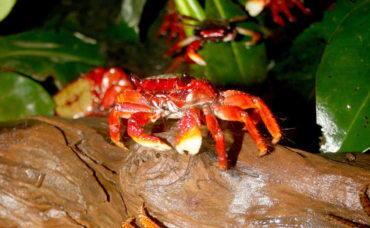 Aquarium | Wirbellosen Aquarium