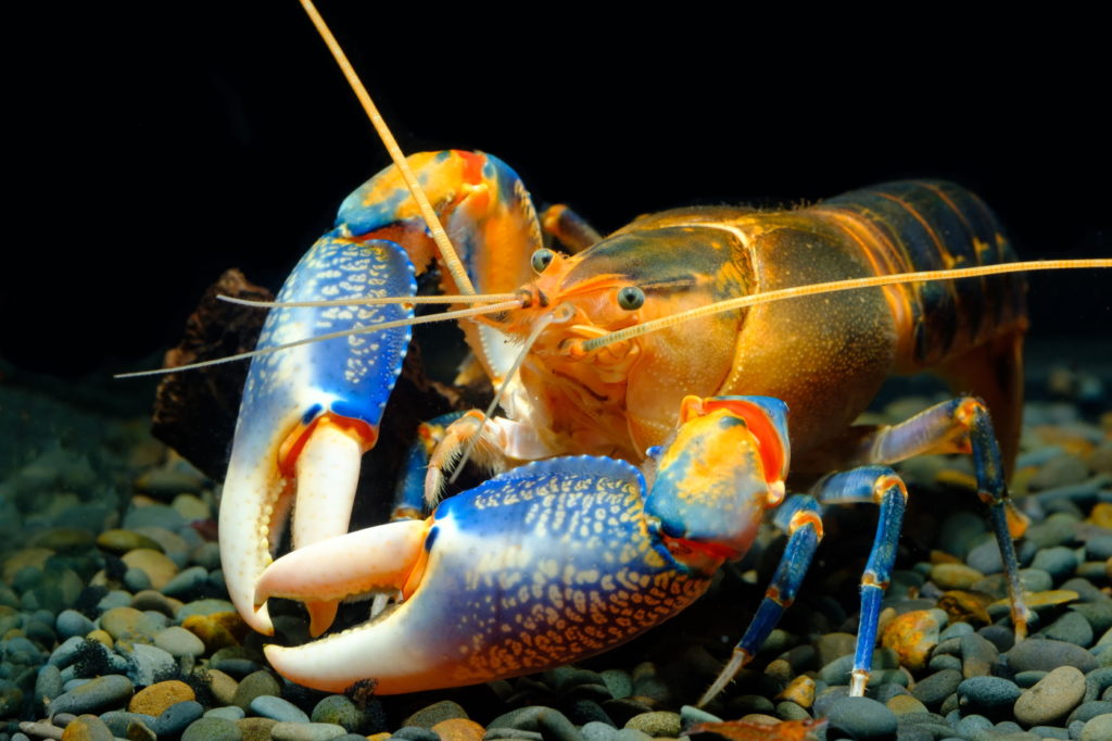 Yabby (Cherax destructor) - Nahrung, Haltungstipps, Vergesellschaftung