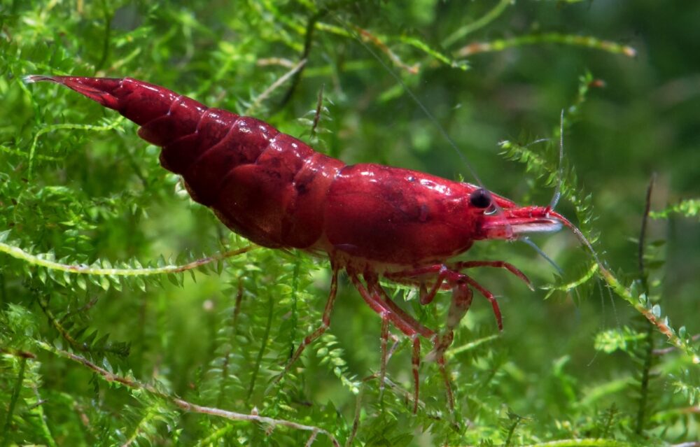 Bloody Mary Garnele (Neocaridina davidi var. "Bloody Mary") - Information