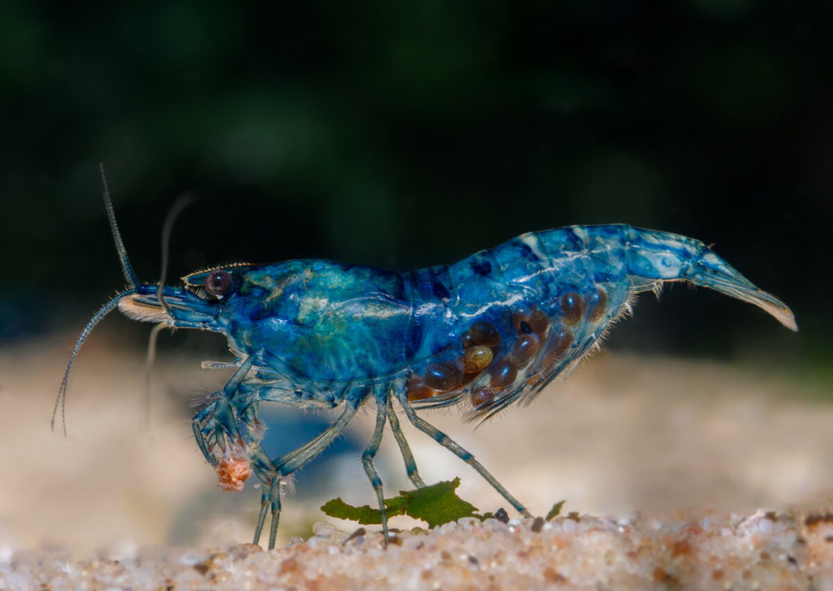 Blue Dream Garnele (Neocaridina davidi shrimp) - Haltung, Futter, Zucht