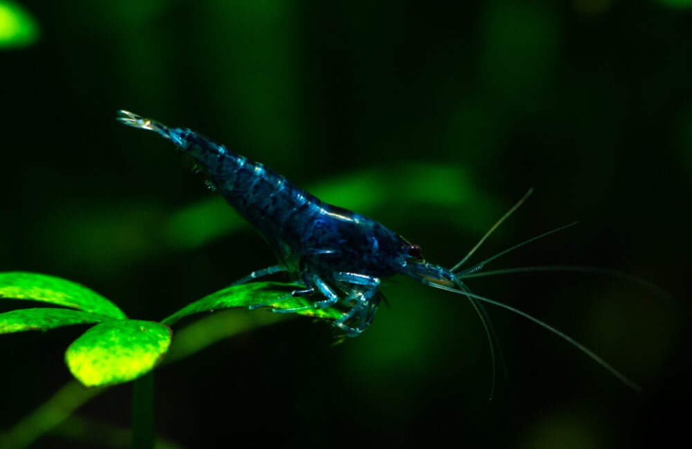 Blue Rili Garnele (Neocaridina davidi Bouvier) - Haltung, Zucht und Futter