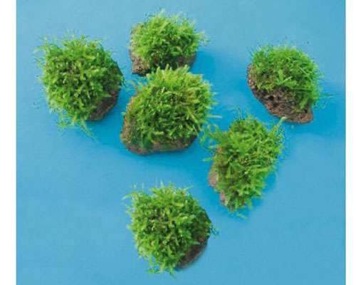 Javamoos (Taxiphyllum barbieri) - Aussehen, Verwendung und Pflege