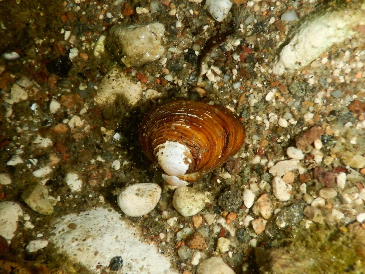 Die Grobgerippte Körbchenmuschel - Corbicula fluminea